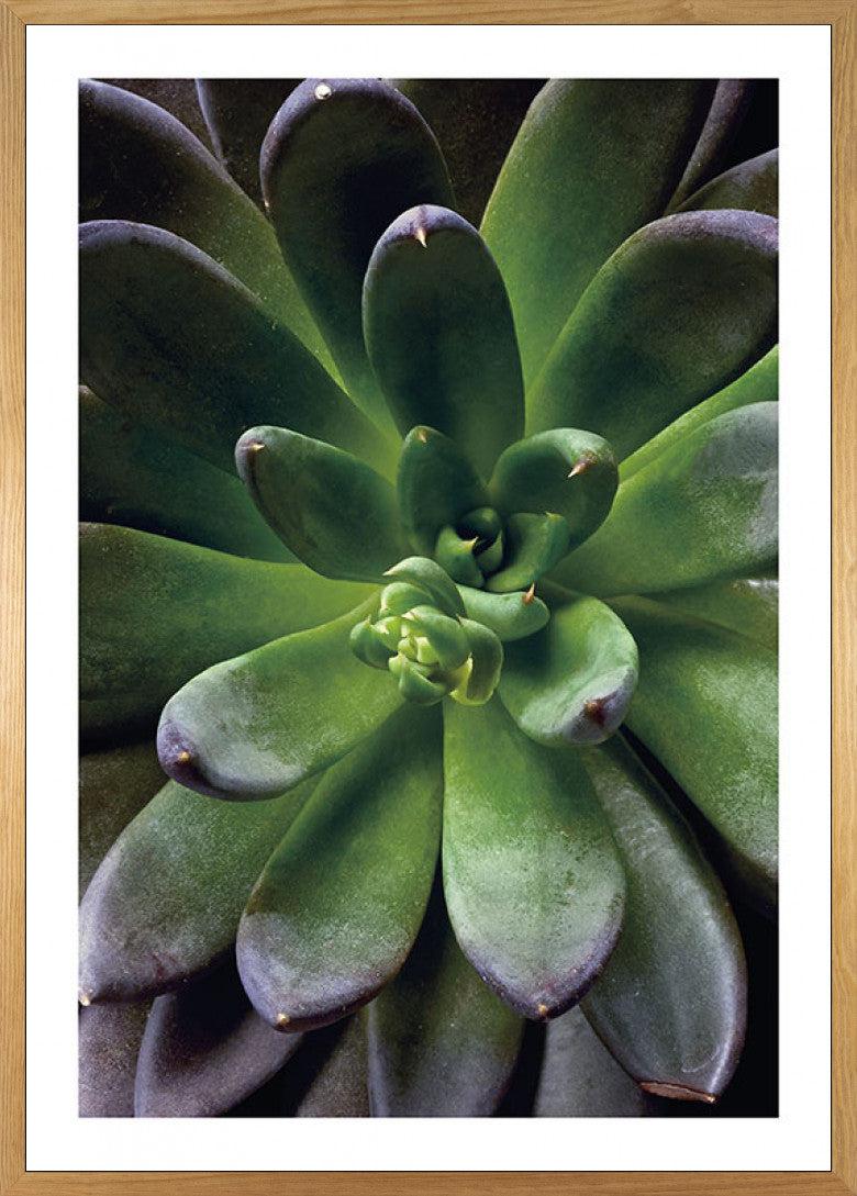Succulent Single: Art Poster | Forest Homes