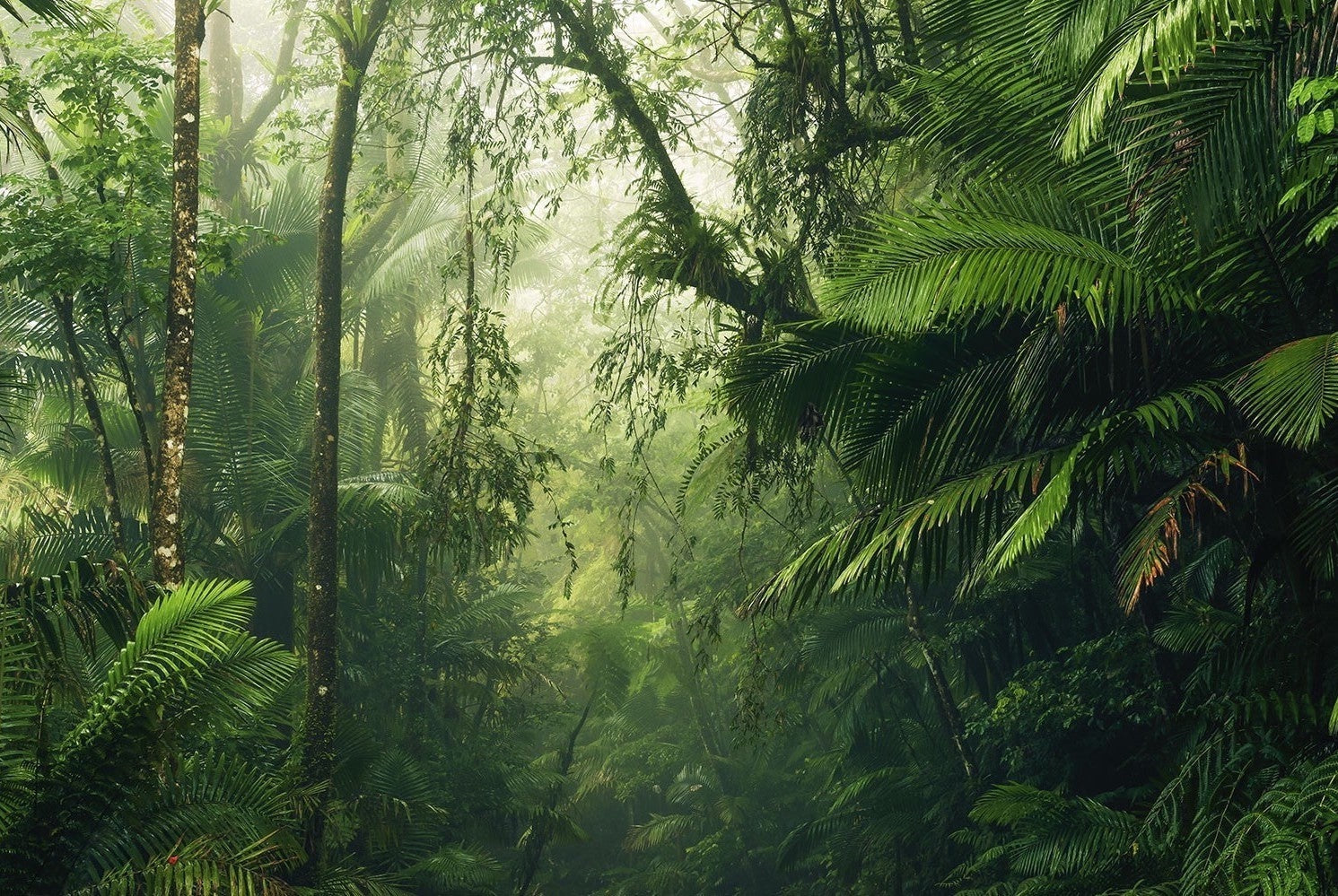 Landscapes Jungle Wallpapers Wallpaper