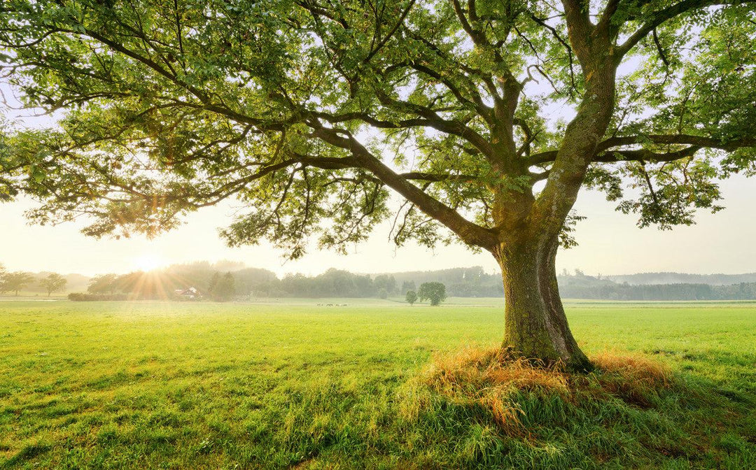 Tree Of Life Wallpaper The Tree Of Life IPhone Wallpaper HD IPhone