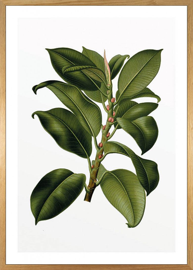 Elastica Tree: Art Poster | Forest Homes