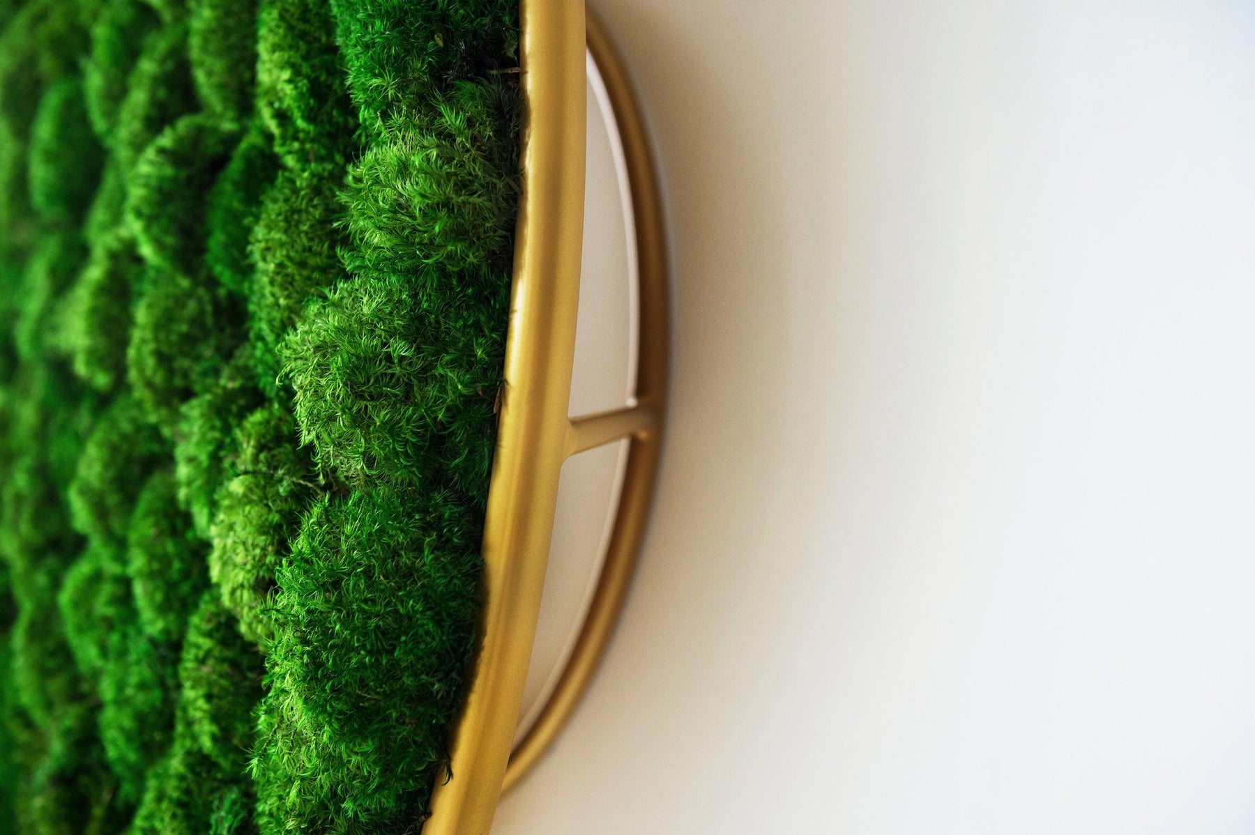 Moss Circles 3D or in Suspension: Moss Wall Design | Forest Homes