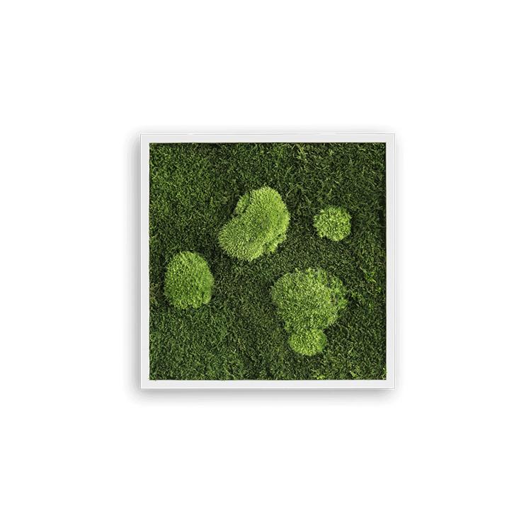 Green Forest Moss Pictures: Real Moss Art | Forest Homes