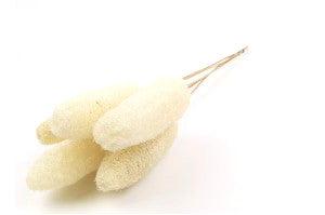 Italian White Luffa: Bouquet | Forest Homes