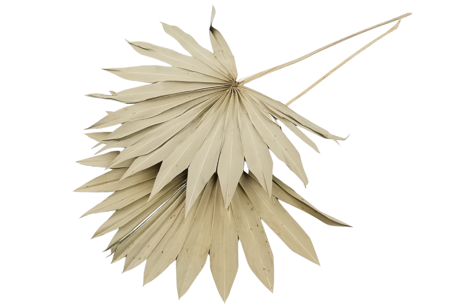 Italian Natural Palm Sun: Bouquet | Forest Homes