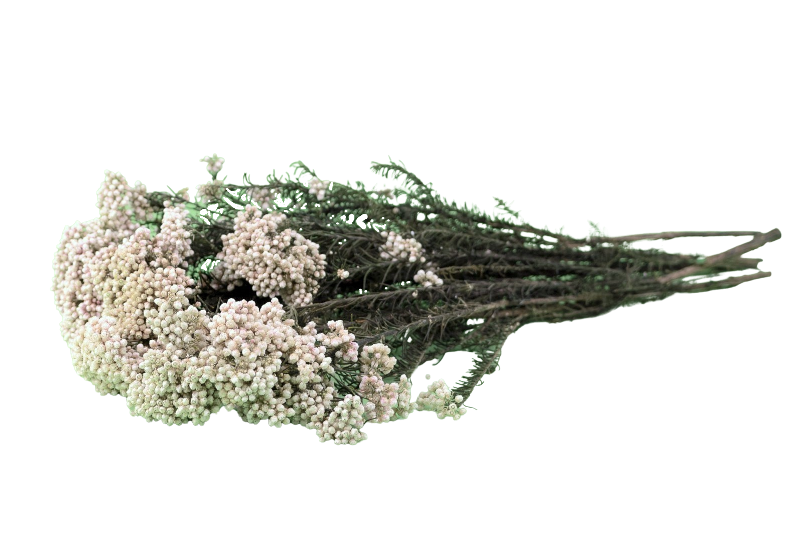 Spanish White Preserved Rice Flowers: Bouquet | Forest Homes