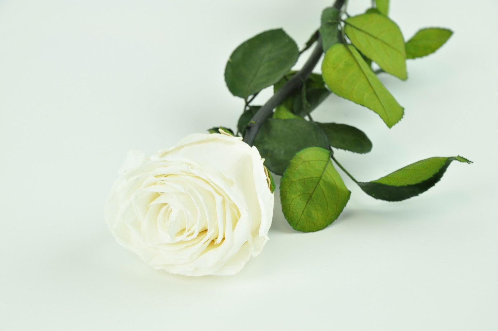 Kenyan White Preserved Roses: Preserved Rose | Forest Homes